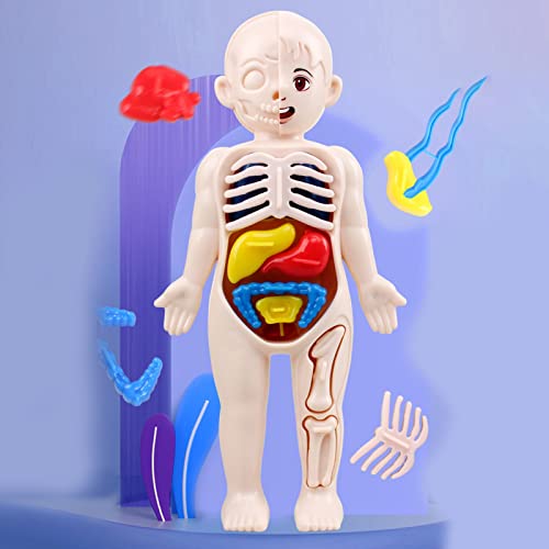 cdar Human Body Model for Kids,Human Torso Anatomy Model with Heart Brain Skeleton Head Model,Education Display 1 Set