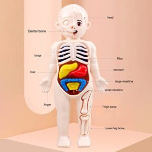 cdar Human Body Model for Kids,Human Torso Anatomy Model with Heart Brain Skeleton Head Model,Education Display 1 Set