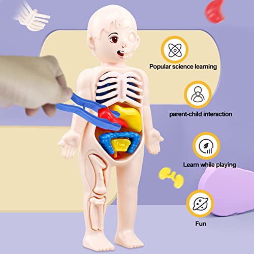 cdar Human Body Model for Kids,Human Torso Anatomy Model with Heart Brain Skeleton Head Model,Education Display 1 Set