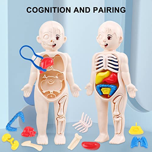 cdar Human Body Model for Kids,Human Torso Anatomy Model with Heart Brain Skeleton Head Model,Education Display 1 Set