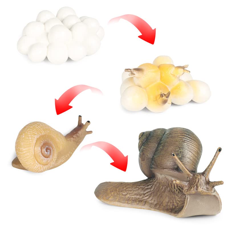 Rich Boxer 8 Pcs Snail Figurines Snail Model Snail Growth Cycle Model Set Plastic Snail Realistic Animal Model for Diorama