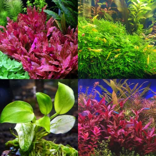 Mainam 3 Different Alternanthera Lilacina Anubias Nana Java Moss Tropical Freshwater Live Aquarium Plant Decorations 3 Days BUY2GET1FREE