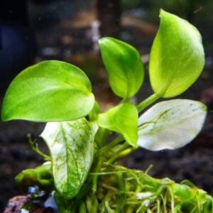 Mainam 3 Different Alternanthera Lilacina Anubias Nana Java Moss Tropical Freshwater Live Aquarium Plant Decorations 3 Days BUY2GET1FREE