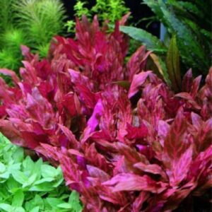 Mainam 3 Different Alternanthera Lilacina Anubias Nana Java Moss Tropical Freshwater Live Aquarium Plant Decorations 3 Days BUY2GET1FREE