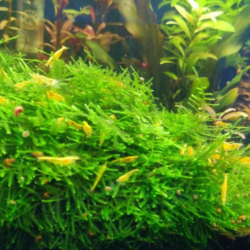 Mainam 3 Different Alternanthera Lilacina Anubias Nana Java Moss Tropical Freshwater Live Aquarium Plant Decorations 3 Days BUY2GET1FREE