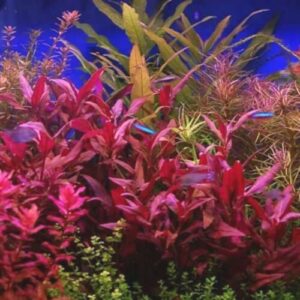 Mainam 3 Different Alternanthera Lilacina Anubias Nana Java Moss Tropical Freshwater Live Aquarium Plant Decorations 3 Days BUY2GET1FREE