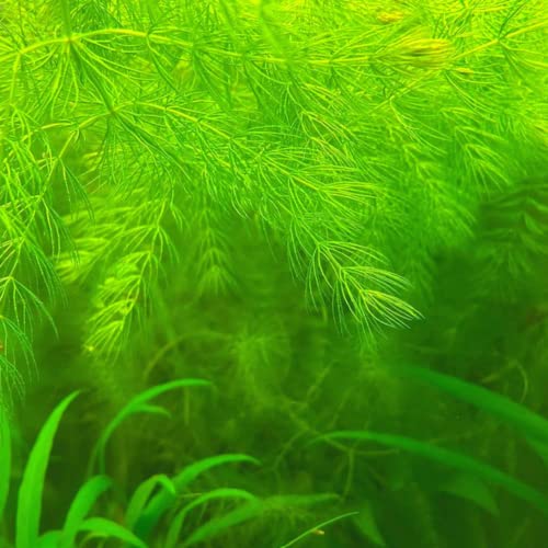 Mainam 3 Different Alternanthera Lilacina Amazon Sword Hornwort Tropical Freshwater Live Aquarium Plant Decorations 3 Days BUY2GET1FREE