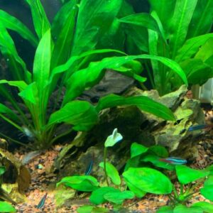 Mainam 3 Different Alternanthera Lilacina Amazon Sword Hornwort Tropical Freshwater Live Aquarium Plant Decorations 3 Days BUY2GET1FREE