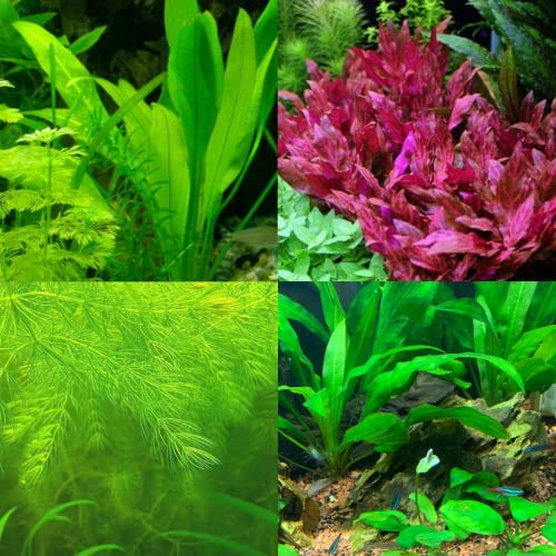 Mainam 3 Different Alternanthera Lilacina Amazon Sword Hornwort Tropical Freshwater Live Aquarium Plant Decorations 3 Days BUY2GET1FREE