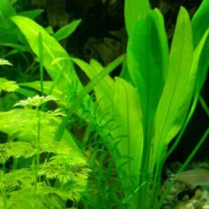 Mainam 3 Different Alternanthera Lilacina Amazon Sword Hornwort Tropical Freshwater Live Aquarium Plant Decorations 3 Days BUY2GET1FREE