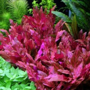 Mainam 3 Different Alternanthera Lilacina Amazon Sword Hornwort Tropical Freshwater Live Aquarium Plant Decorations 3 Days BUY2GET1FREE