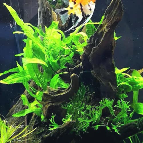 Mainam 2 Different Java Fern Windelov Java Fern Tropical Freshwater Live Aquarium Plant Decorations 3 Days BUY2GET1FREE