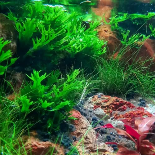 Mainam 2 Different Java Fern Windelov Java Fern Tropical Freshwater Live Aquarium Plant Decorations 3 Days BUY2GET1FREE