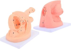 hgyyio urinary catheterization model internal external genital anatomy model and urinary catheter mold male female catheter anatomy teach set,for clinical teaching practica