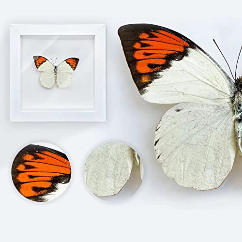 ITrixgan Real Butterfly Specimen In White Frame Display Insect Taxidermy Collection Craft Gift For Home Office Desktop Decor Science Education