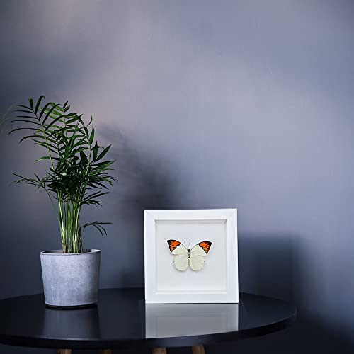 ITrixgan Real Butterfly Specimen In White Frame Display Insect Taxidermy Collection Craft Gift For Home Office Desktop Decor Science Education