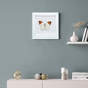 ITrixgan Real Butterfly Specimen In White Frame Display Insect Taxidermy Collection Craft Gift For Home Office Desktop Decor Science Education