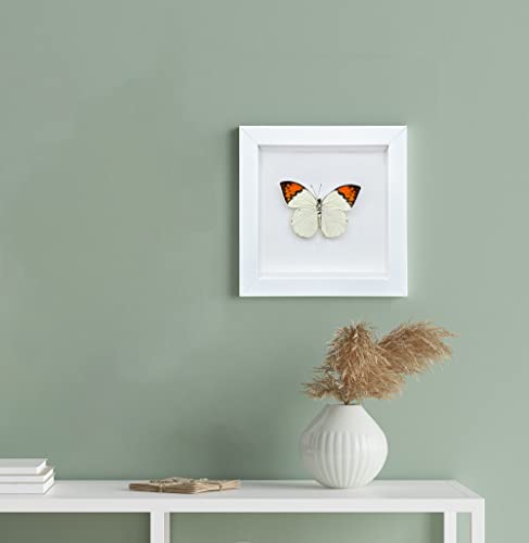 ITrixgan Real Butterfly Specimen In White Frame Display Insect Taxidermy Collection Craft Gift For Home Office Desktop Decor Science Education