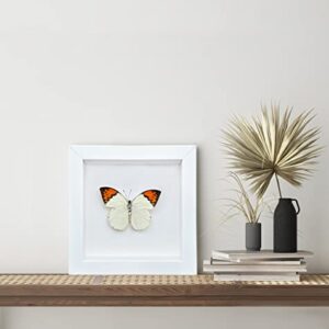 ITrixgan Real Butterfly Specimen In White Frame Display Insect Taxidermy Collection Craft Gift For Home Office Desktop Decor Science Education