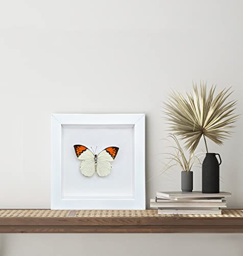 ITrixgan Real Butterfly Specimen In White Frame Display Insect Taxidermy Collection Craft Gift For Home Office Desktop Decor Science Education