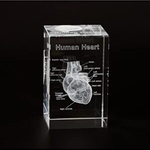 Ultrassist 3D Human Heart Crystal Model, Laser Etched Anatomical Model for Home and Office Decoration, Cardiology Gifts