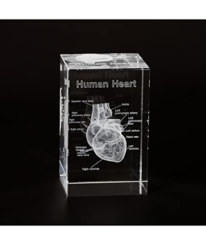 Ultrassist 3D Human Heart Crystal Model, Laser Etched Anatomical Model for Home and Office Decoration, Cardiology Gifts