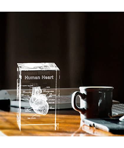 Ultrassist 3D Human Heart Crystal Model, Laser Etched Anatomical Model for Home and Office Decoration, Cardiology Gifts