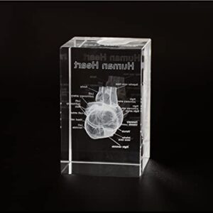 Ultrassist 3D Human Heart Crystal Model, Laser Etched Anatomical Model for Home and Office Decoration, Cardiology Gifts