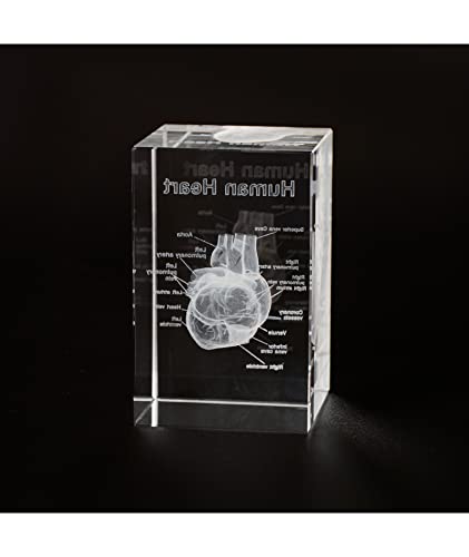 Ultrassist 3D Human Heart Crystal Model, Laser Etched Anatomical Model for Home and Office Decoration, Cardiology Gifts