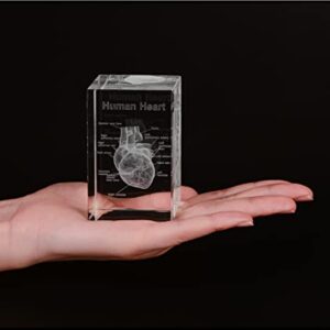 Ultrassist 3D Human Heart Crystal Model, Laser Etched Anatomical Model for Home and Office Decoration, Cardiology Gifts