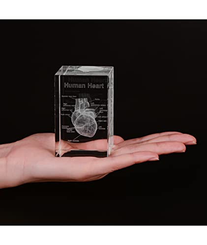 Ultrassist 3D Human Heart Crystal Model, Laser Etched Anatomical Model for Home and Office Decoration, Cardiology Gifts