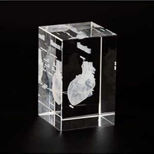 Ultrassist 3D Human Heart Crystal Model, Laser Etched Anatomical Model for Home and Office Decoration, Cardiology Gifts