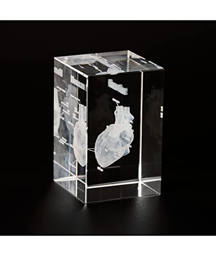 Ultrassist 3D Human Heart Crystal Model, Laser Etched Anatomical Model for Home and Office Decoration, Cardiology Gifts