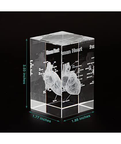 Ultrassist 3D Human Heart Crystal Model, Laser Etched Anatomical Model for Home and Office Decoration, Cardiology Gifts