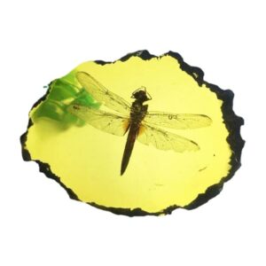 Amber Fossils Insect Samples Artificial Amber Insect Specimen Pendant Stone Decoration Crystal Samples Collection Science Education Dragonflies, Cicadas, Scorpions, Butterflies (4 Combinations)