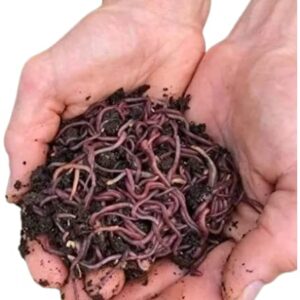 HomeGrownWorms - 1/4 Pound Red Wigglers Live Composting Worms 250+ Worms - Vermicomposting Garden Red Wrigglers - Eisenia Fetida