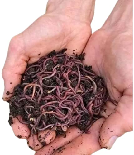 HomeGrownWorms - 1/4 Pound Red Wigglers Live Composting Worms 250+ Worms - Vermicomposting Garden Red Wrigglers - Eisenia Fetida