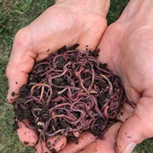 HomeGrownWorms - 1/4 Pound Red Wigglers Live Composting Worms 250+ Worms - Vermicomposting Garden Red Wrigglers - Eisenia Fetida