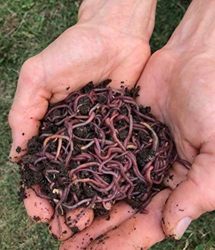 HomeGrownWorms - 1/4 Pound Red Wigglers Live Composting Worms 250+ Worms - Vermicomposting Garden Red Wrigglers - Eisenia Fetida