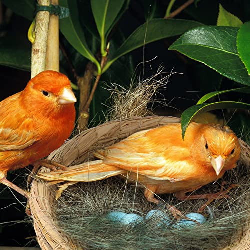 4 Pcs Bird Nest Handmade Woven Flat Base Bird Nest Breeding Nest Small Animal Bed House Bird Cage Accessories for Dove Pigeon Parrot Budgie Parakeet Cockatiel Hamster Gerbil Pig (8.66 Inch)