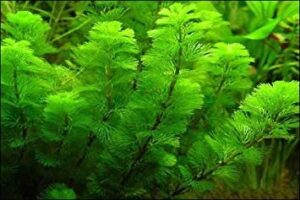 marcus fish tanks - 3x green cabomba caroliniana live aquarium plants for aquatic freshwater fish tank