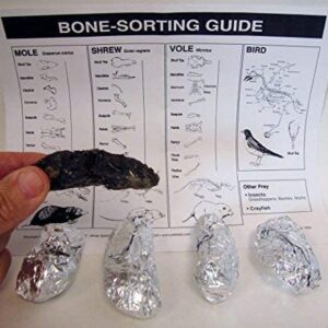 Mountain Home Biological, Inc. Jumbo Owl Pellets, Pack of 5, with Bone Sorting Sheet