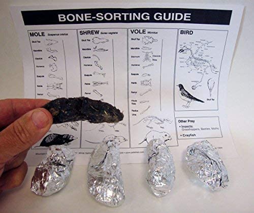 Mountain Home Biological, Inc. Jumbo Owl Pellets, Pack of 5, with Bone Sorting Sheet