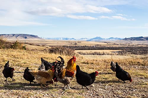 Eden Feeds Layer Feed for Chickens - 40 lb Bag Non GMO Soy and Corn Free Whole Grain Minimally Processed Feed