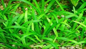 marcus fish tanks - 10x dwarf sagittaria subulata live aquarium plant dwarf sag freshwater aquatic carpeting plant buy2get1free