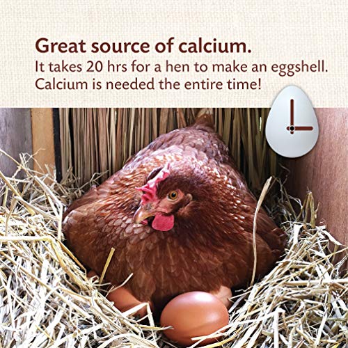 Harris Farms 1000310 Cup-A-Water, 4 Gallon Poultry Drinker, RED & Manna Pro Crushed Oyster Shell | Egg-Laying Chickens | 5 LB