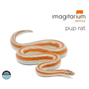 the gourmet rodent frozen pup rat, count of 10