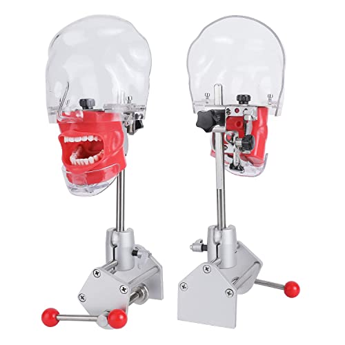 DenFactory Simple Head Model Dental Simulator Phantom Manikin with Teeth for Teaching Practice Study Training Fixed on Desk