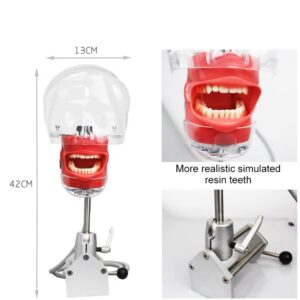 DenFactory Simple Head Model Dental Simulator Phantom Manikin with Teeth for Teaching Practice Study Training Fixed on Desk