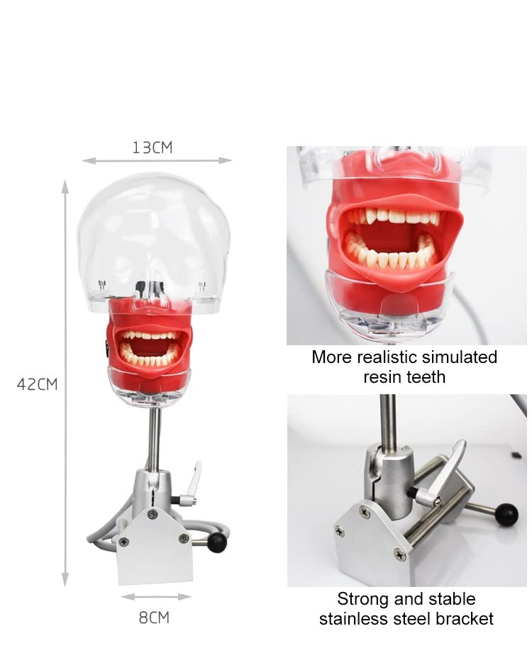 DenFactory Simple Head Model Dental Simulator Phantom Manikin with Teeth for Teaching Practice Study Training Fixed on Desk